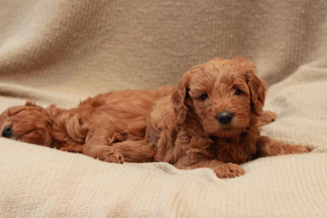 Puppies | Red Ridge Doodles