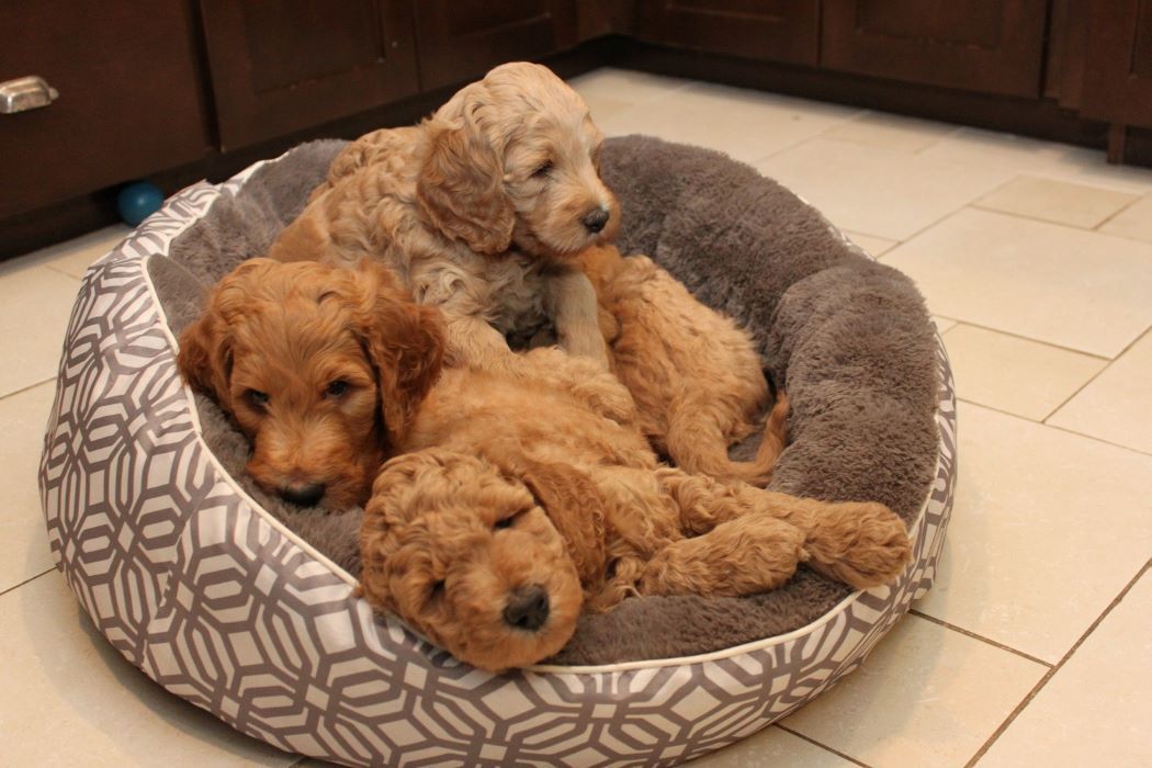 Puppies | Red Ridge Doodles