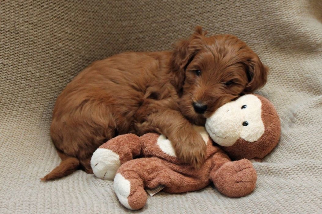 Puppies | Red Ridge Doodles