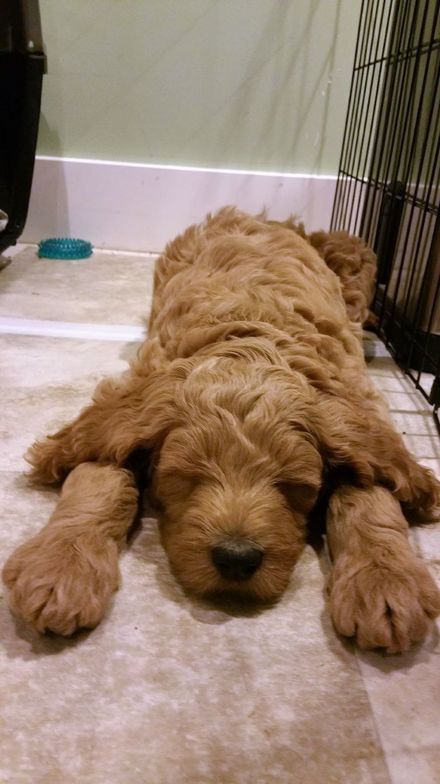 Puppies | Red Ridge Doodles